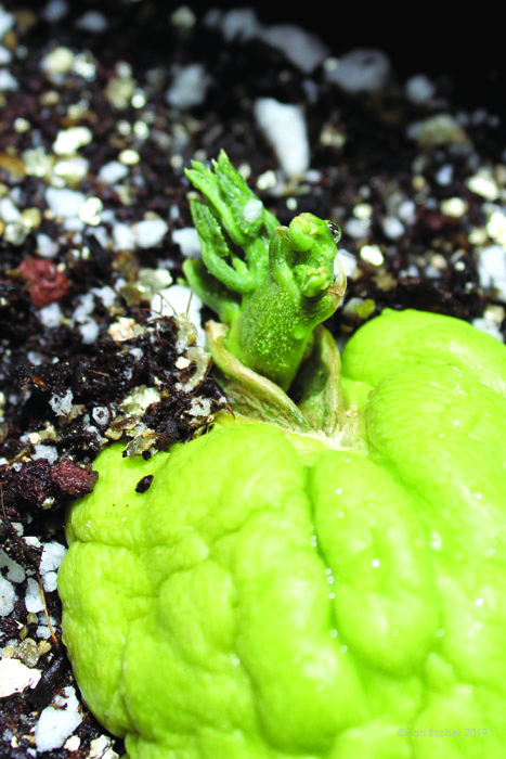 Chayote Growing and Profile – Mother Earth Gardener